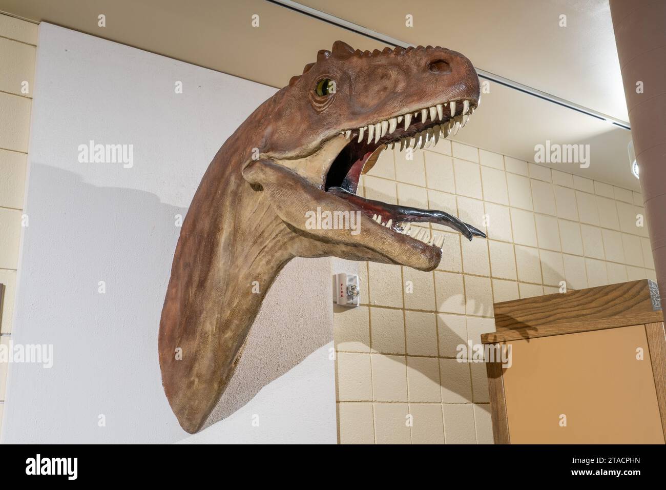 Carnosaurian family hi-res stock photography and images - Alamy