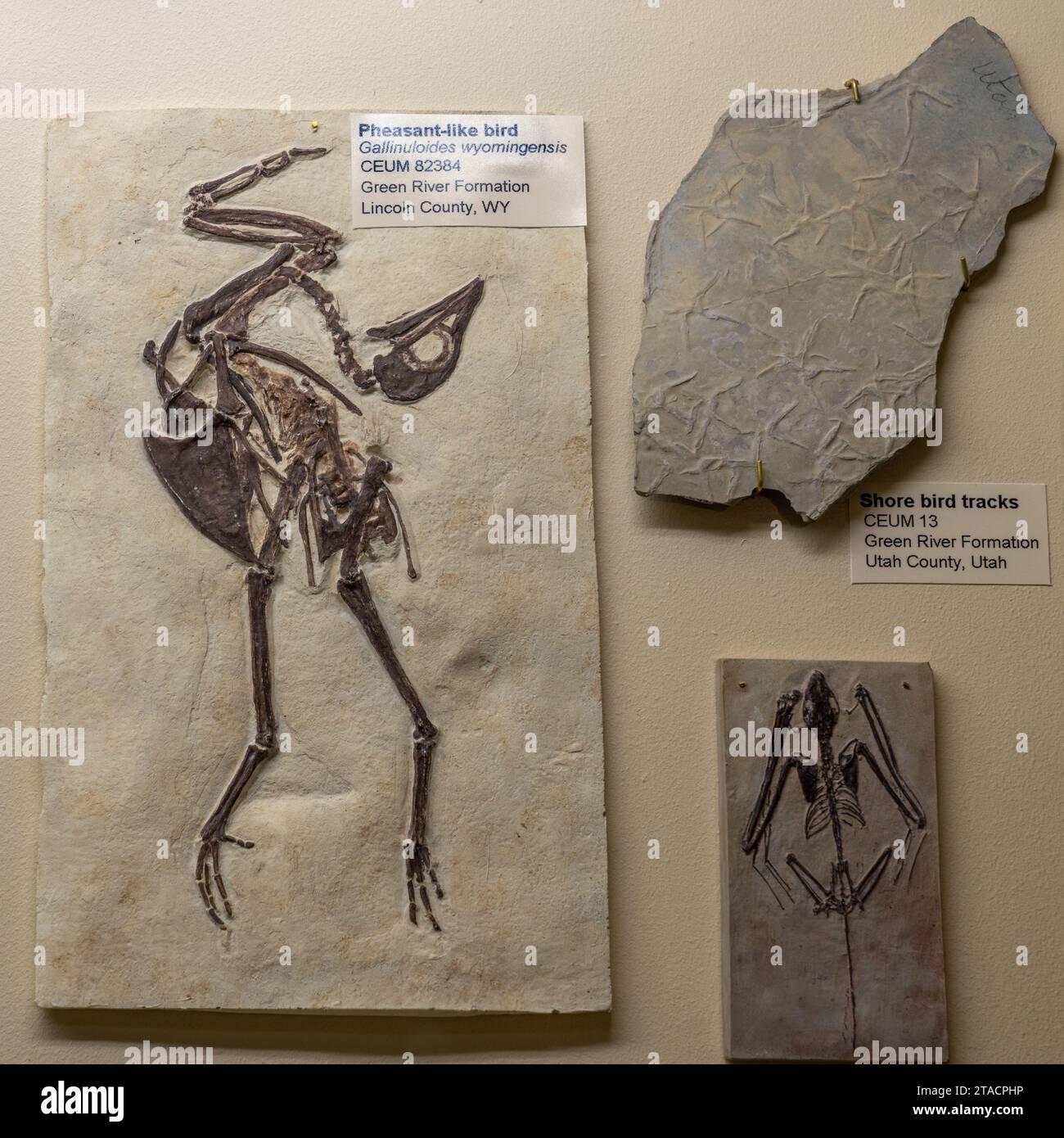 Fossil of a pheasant-like bird, Gallinuloides wyomingensis, in the USU ...