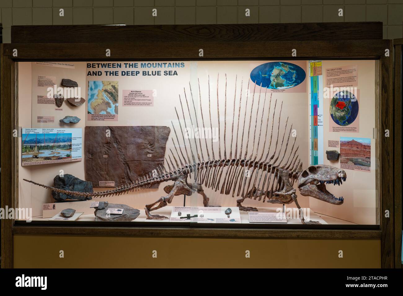 Skeleton cast of a dimetrodon, a sail-back reptile, in the USU Eastern ...