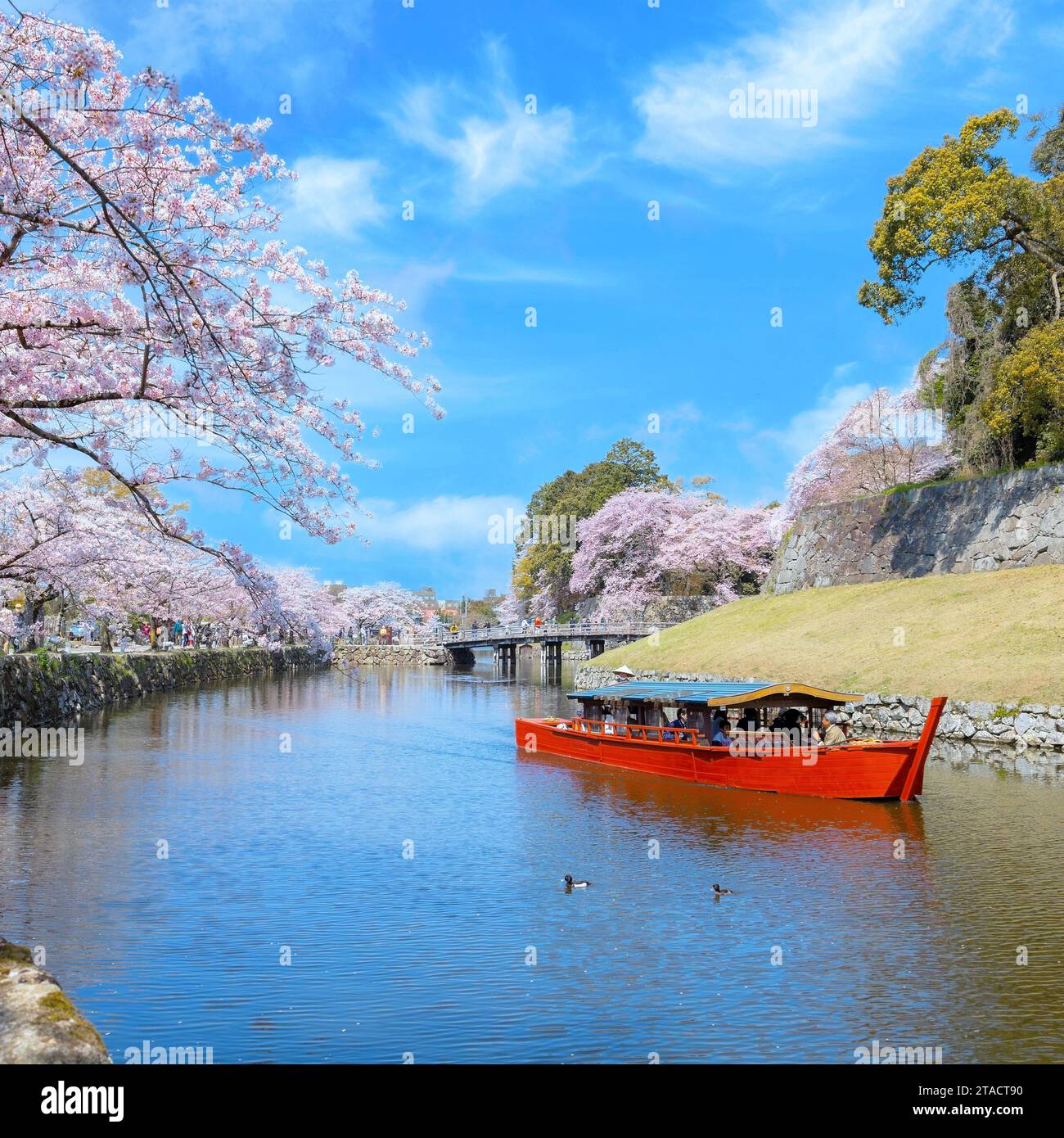 Yakatabune sakura hi-res stock photography and images - Alamy