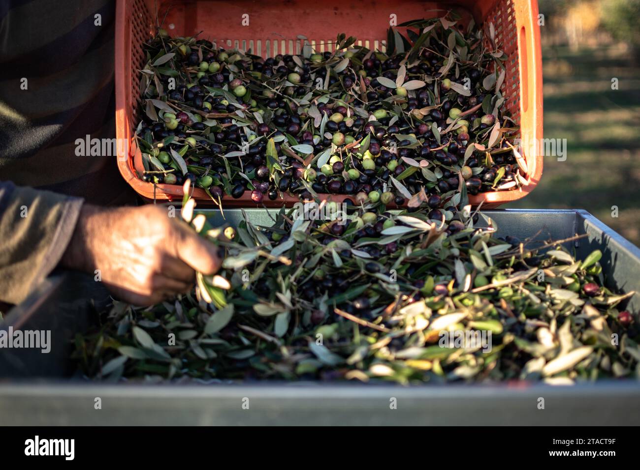 Explore agricultural tradition with this authentic image of the olive ...