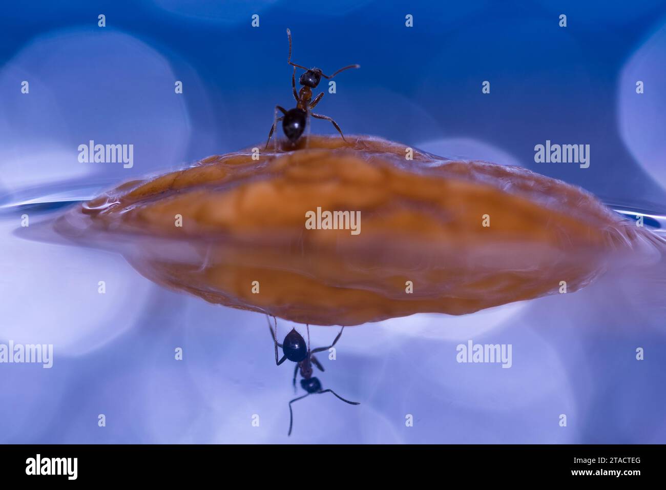 Microscopic Exploration: Lonely Ant on Floating Walnut Shell ...