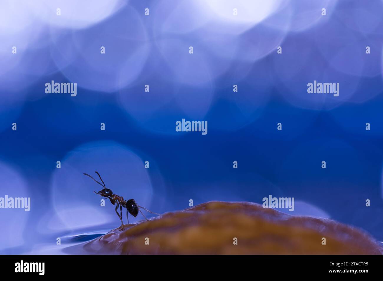 Microscopic Exploration: Lonely Ant on Floating Walnut Shell ...