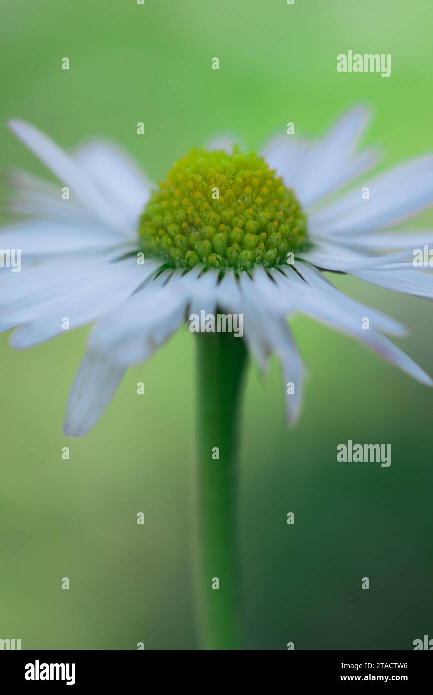 Flower Details: Daisy Macro - Natural Elegance in Side View with ...