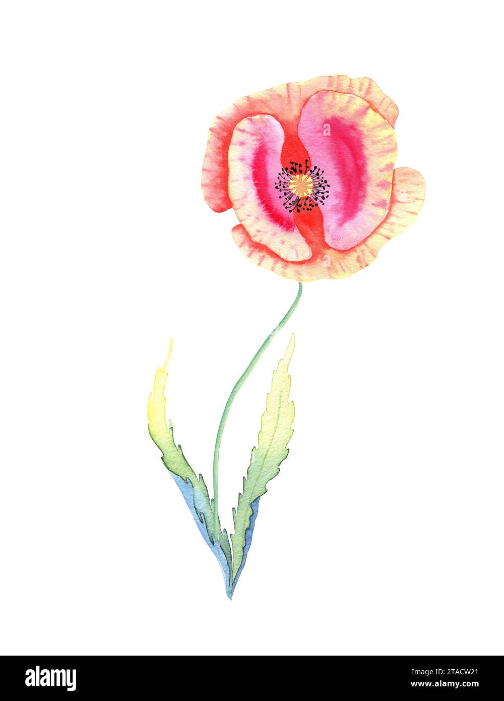 Red poppy watercolor illustration. Hand drawn wild flower with leaves ...