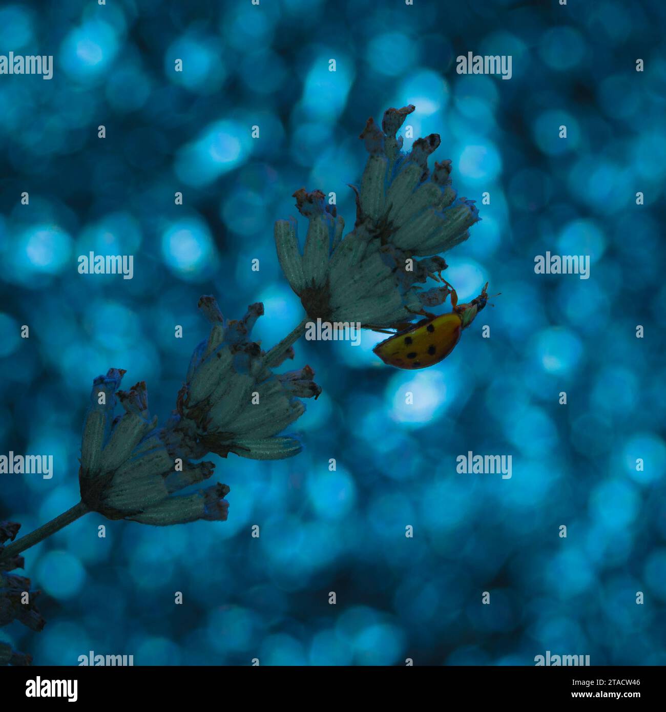 A captured natural harmony: a ladybird among lavender flowers, with a ...