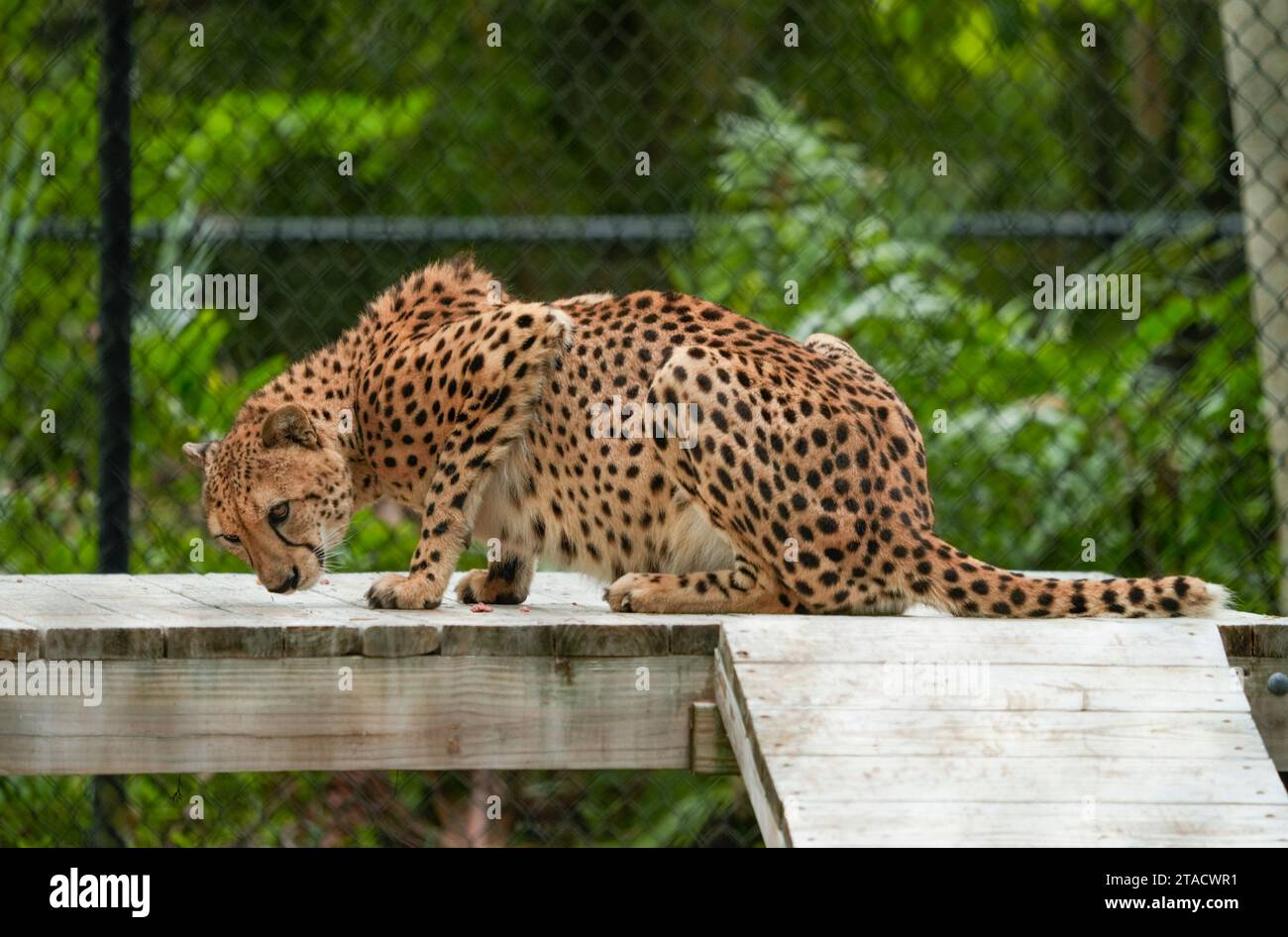 Naples, United States. 29th Nov, 2023. Naples, Florida, Friday ...