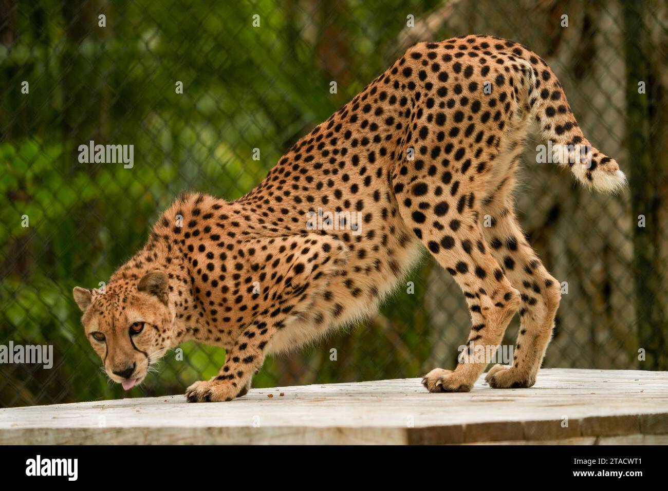 Breeding cheetah pair hi-res stock photography and images - Alamy
