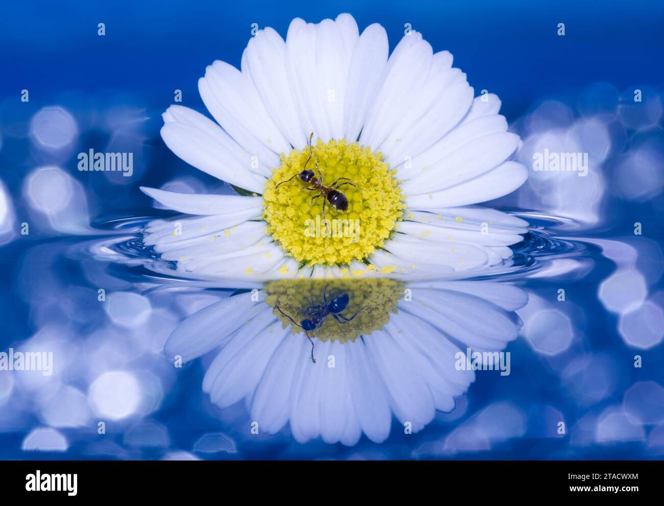 Plant pollen microscopic hi-res stock photography and images - Alamy