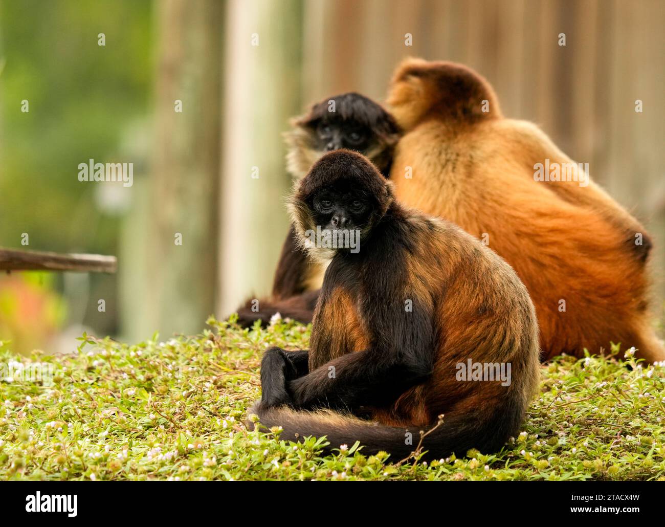 Naples, United States. 29th Nov, 2023. Naples, Florida, Friday ...