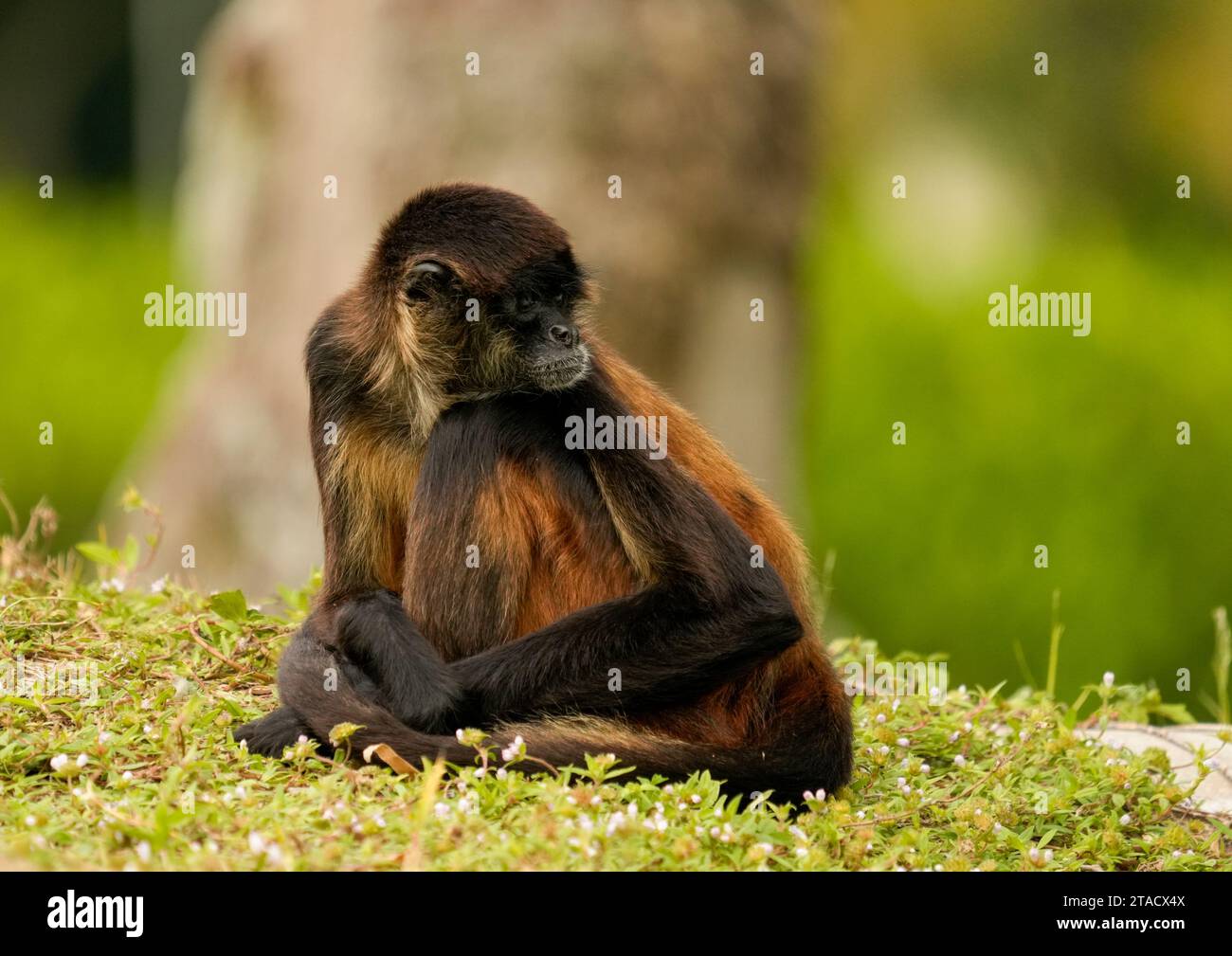 Naples, United States. 29th Nov, 2023. Naples, Florida, Friday ...