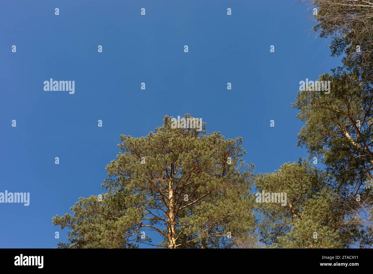 Pine wood landscape. Top fir trees close up on blue sky background ...
