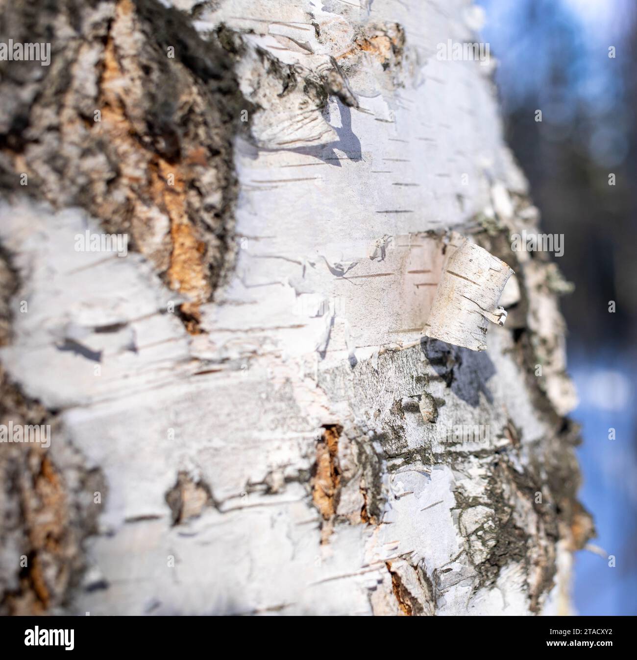 Birch tree trunk clous up. Birch bark texture. Natural wood background ...