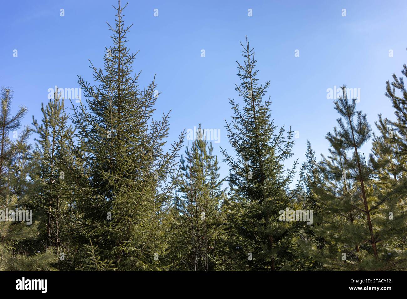 Coniferous forest of fir and pine trees close up. Blue sky as ...
