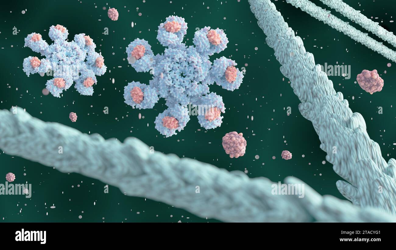 3D rendering of human apoptosome molecule contains seven Apaf-1 ...