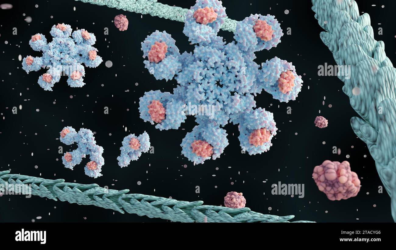 Procaspases hi-res stock photography and images - Alamy