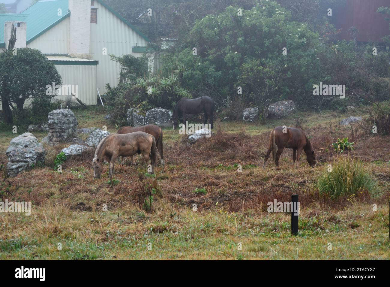 Single wild horse walking to words me at Kaapsche hoop, South Africa ...
