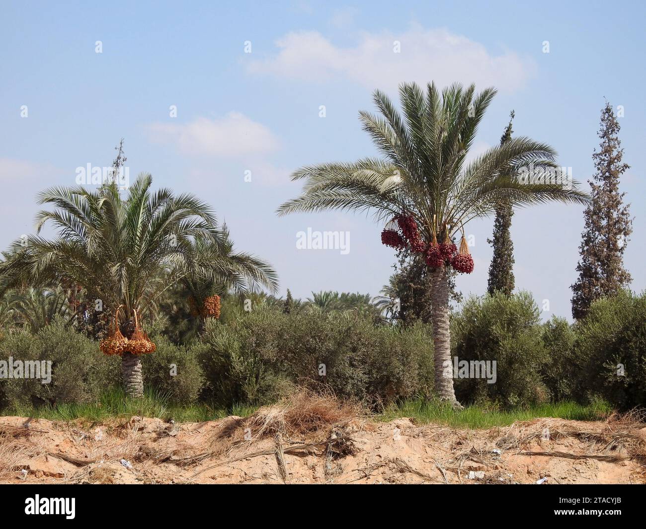 Phoenix dactylifera, the date palm, a flowering-plant species in the ...