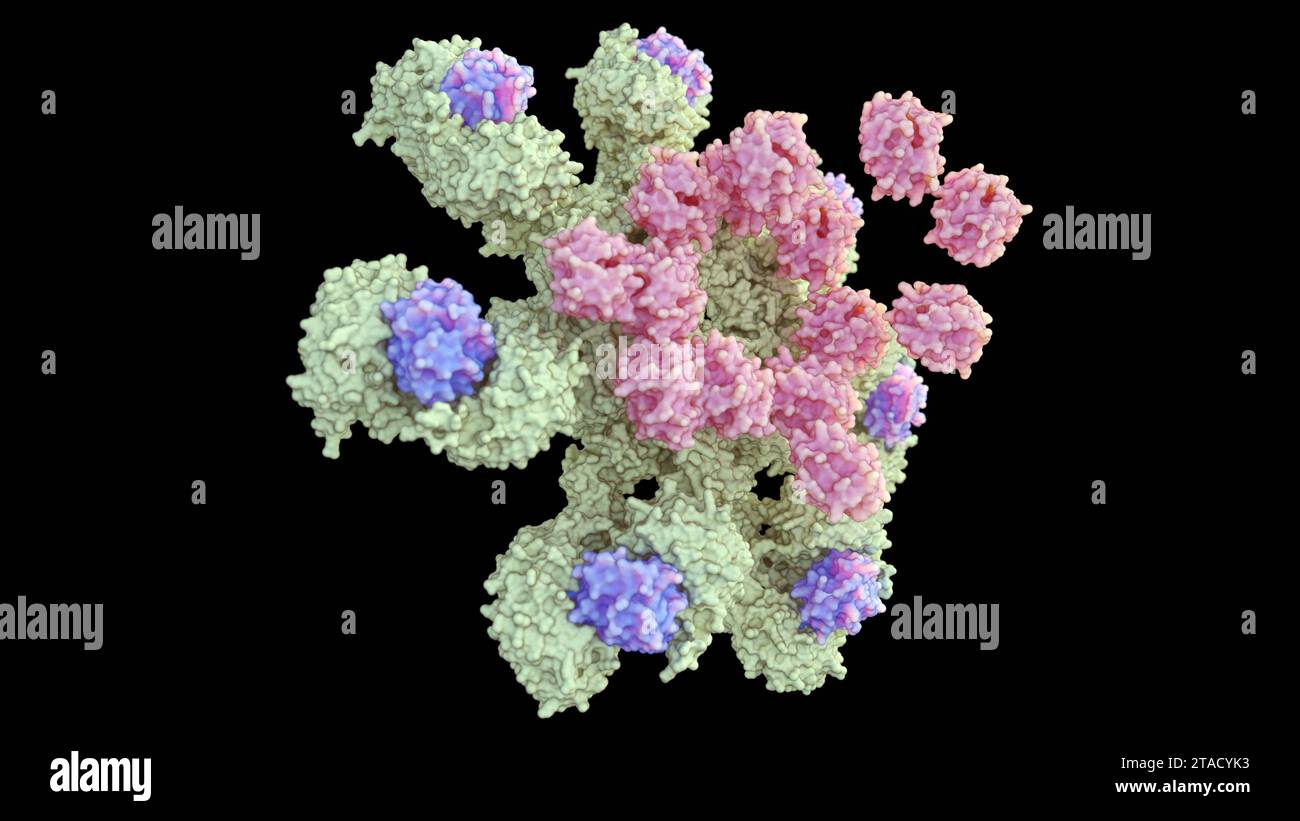 3D rendering of binding Caspase-9 to human apoptosome molecule contains ...