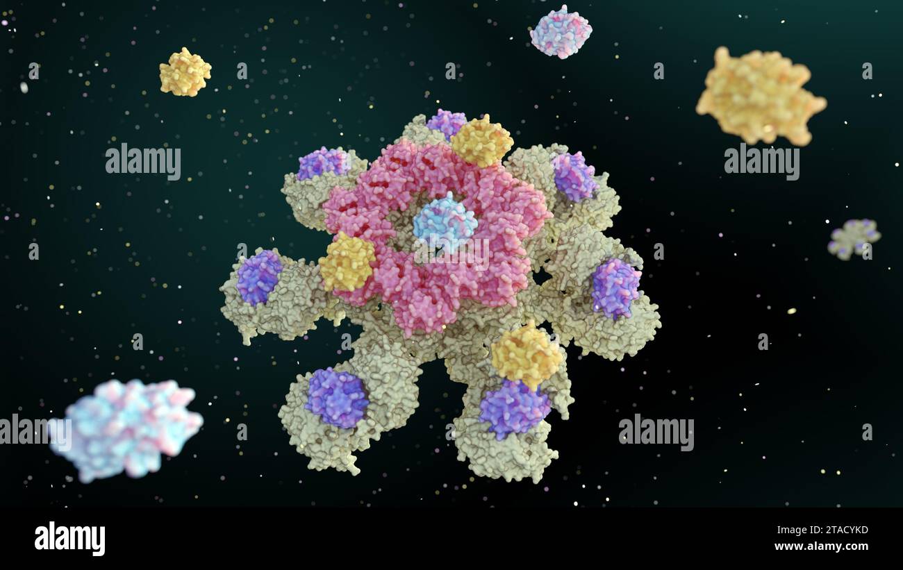 3d rendering of Caspase-9 is activated on the apoptosome complex and ...