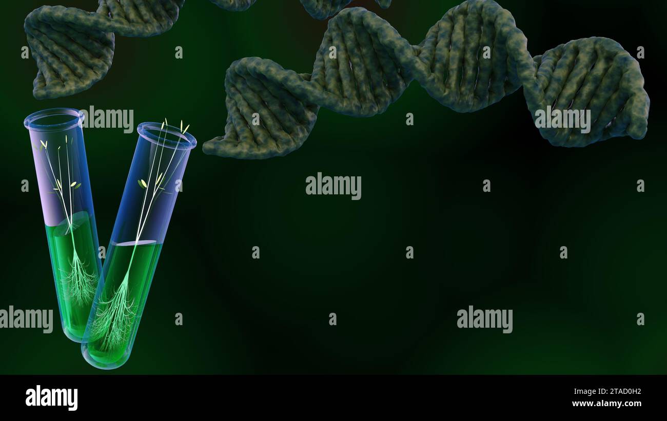 Seed germination test hi-res stock photography and images - Alamy