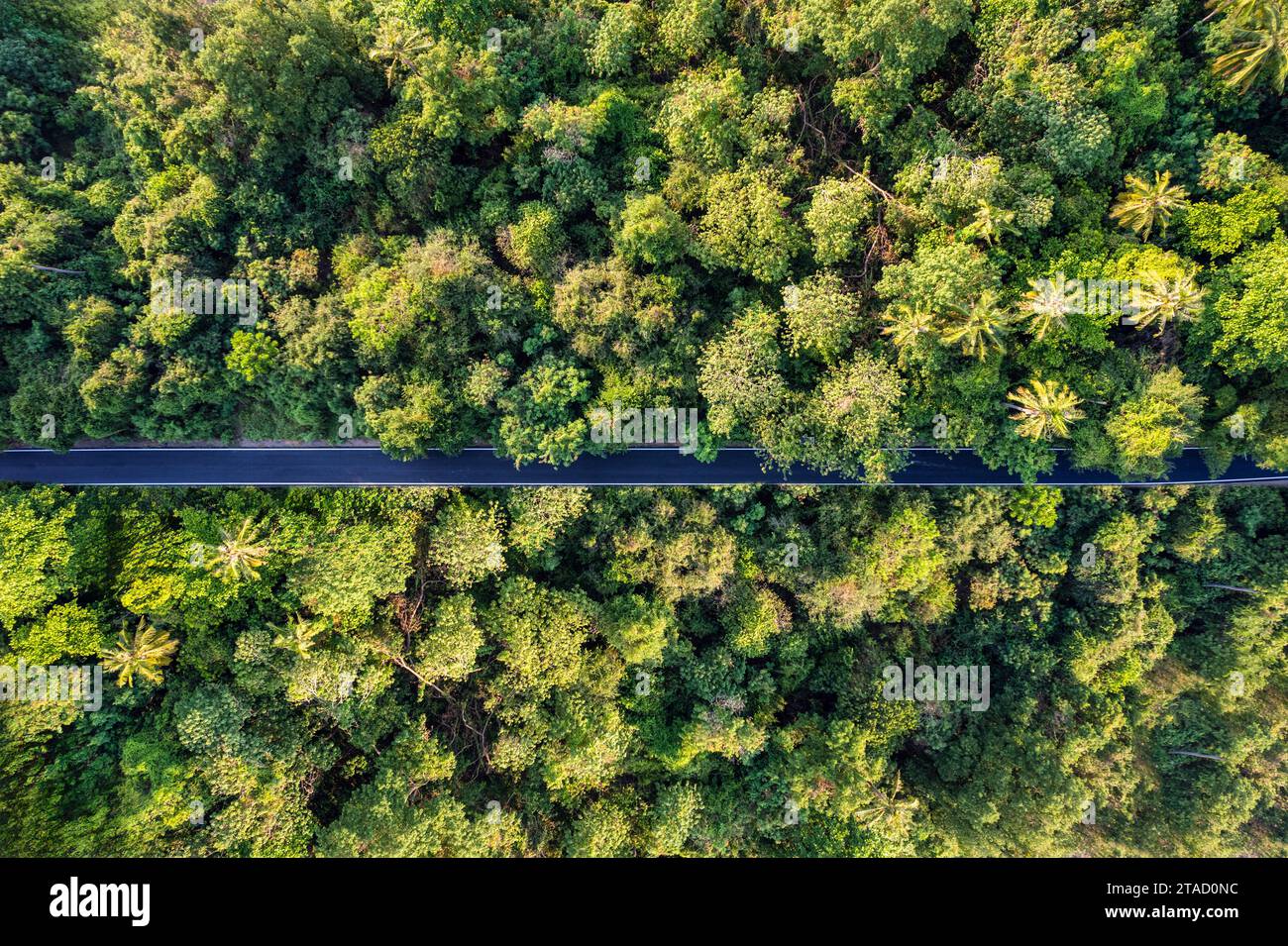 Top view of lush tropical rainforest and asphalt road cut through ...