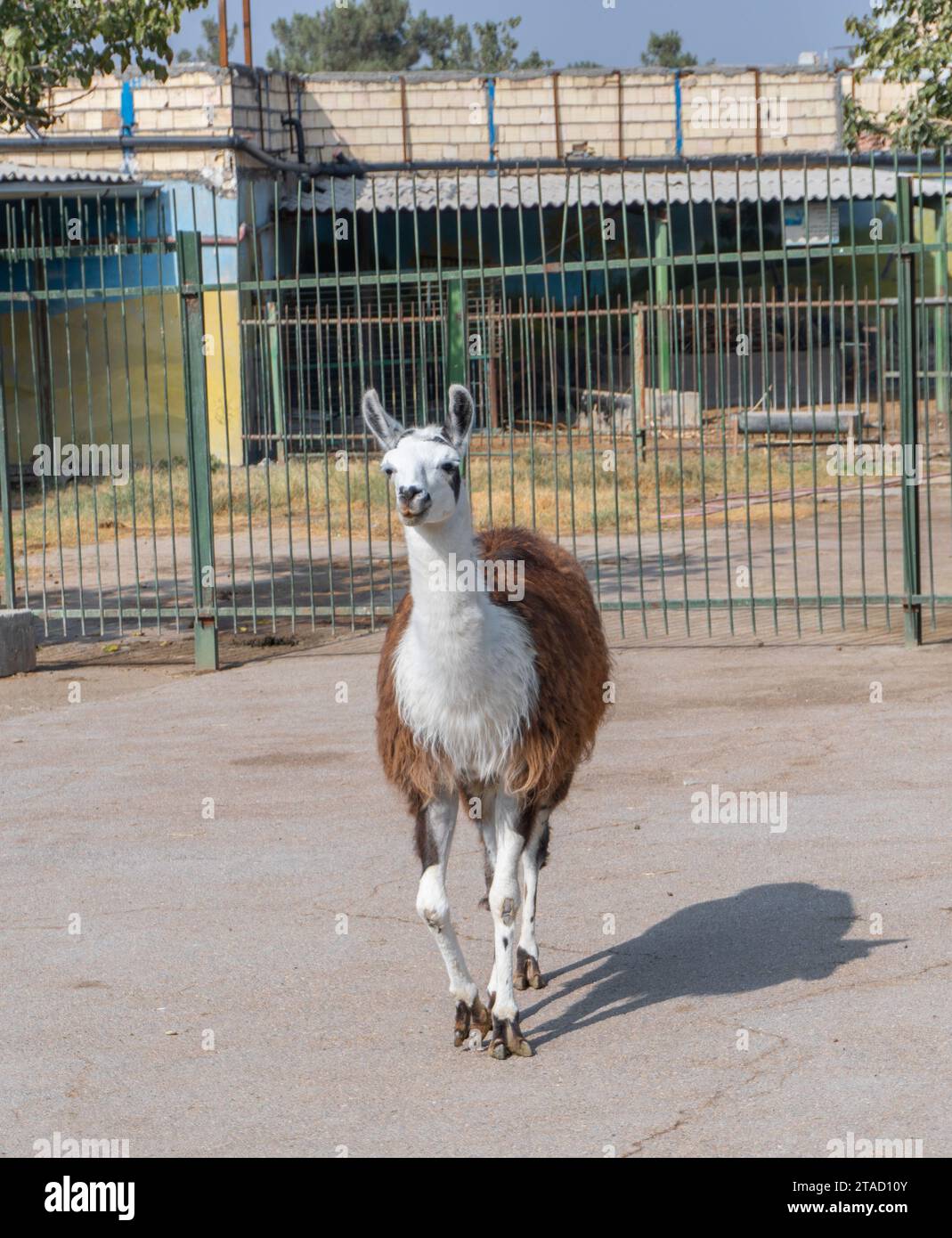 Funny animals. Llama. Lama. Zoo photography. Funny moment. Close up ...