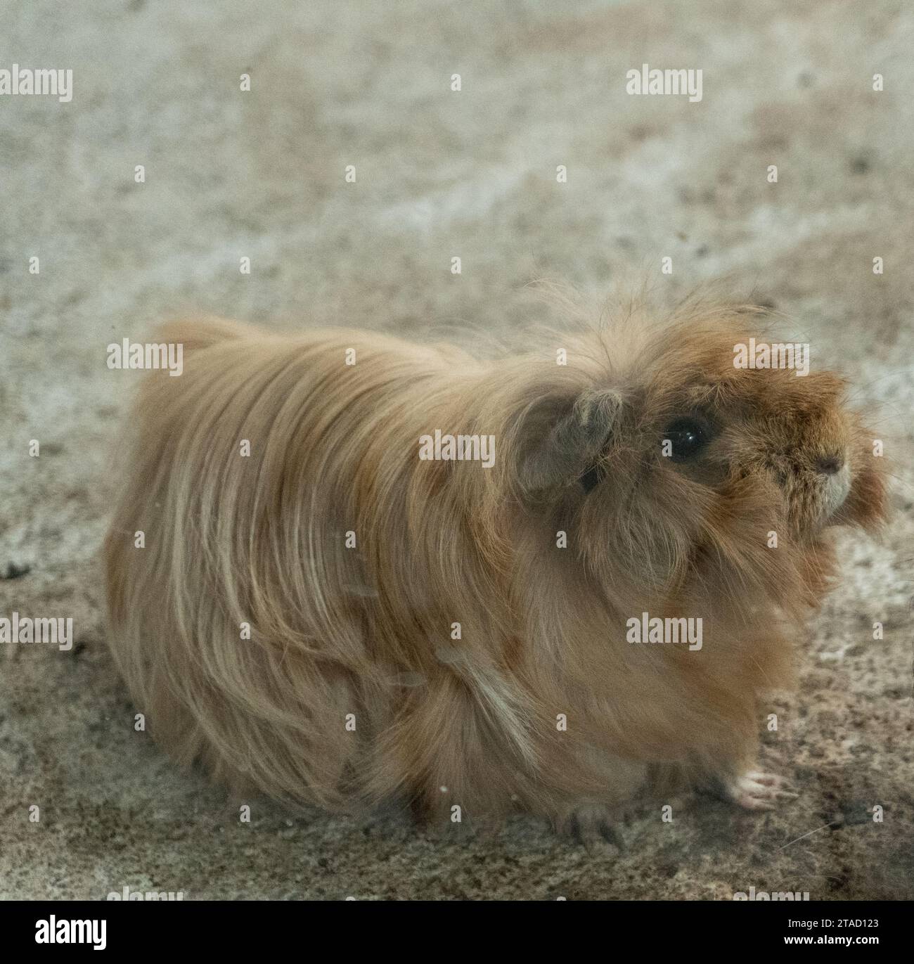 A kind of woolly mouse on the ground. Cute little pig with tiny eyes ...