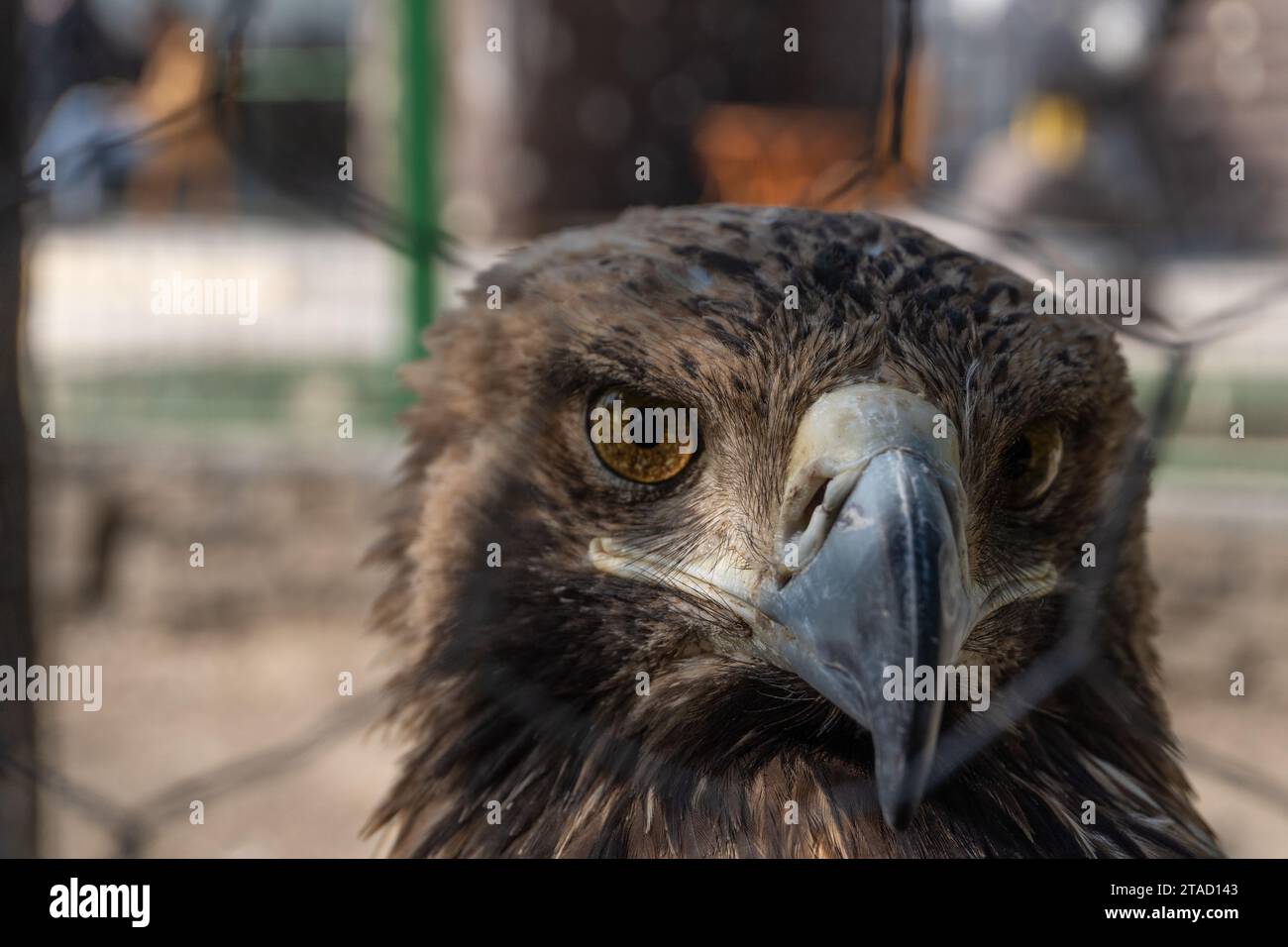 Portrait of a golden eagle in the aviary of a farm. Keeping the Iranian ...