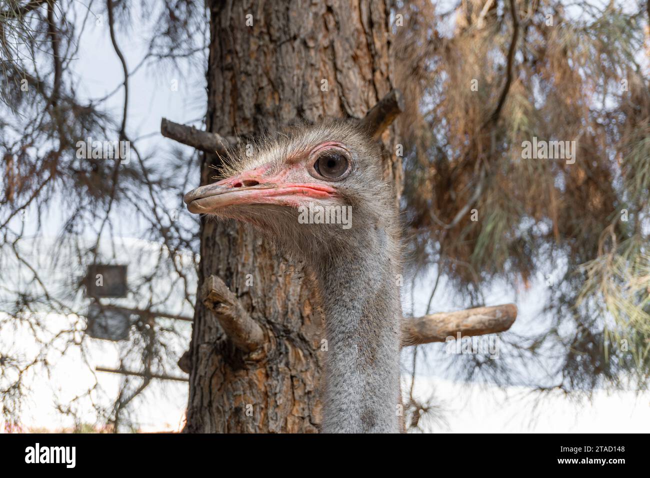 Ostrich head in the background of the tree. Animal zoo Stock Photo - Alamy