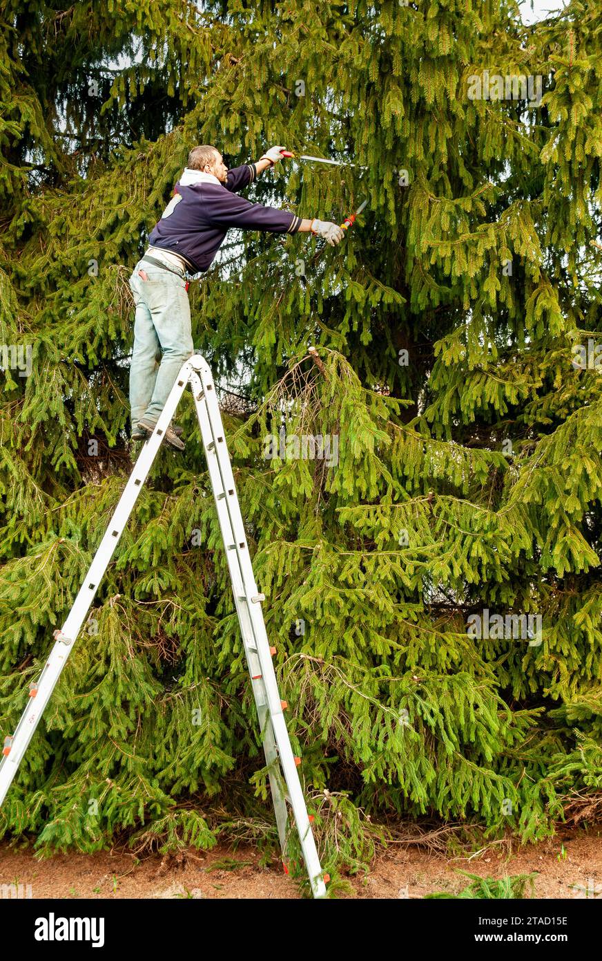 Gardener cutting the branches of a tall pine tree with cutter trimming ...