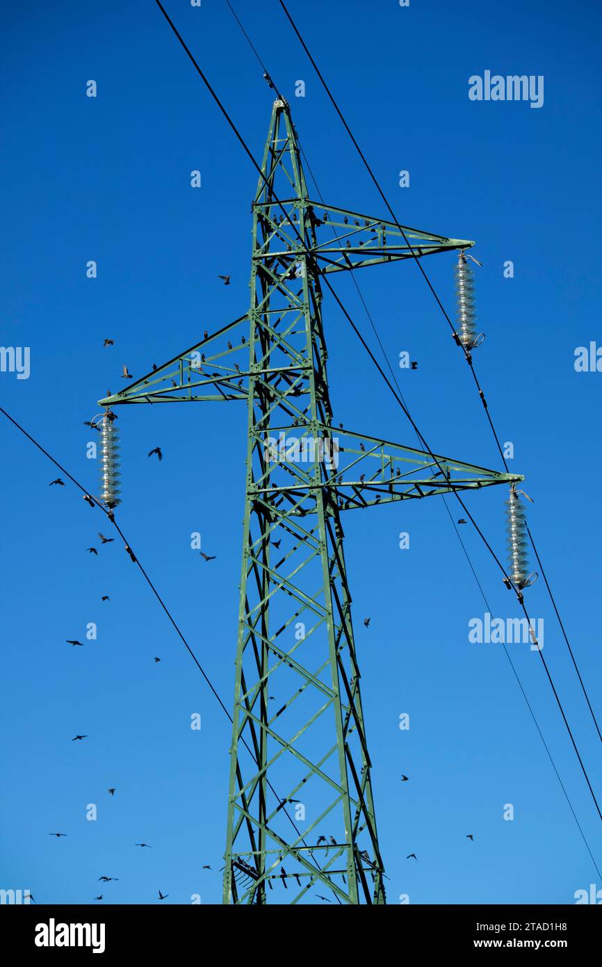 Birds at pylon hi-res stock photography and images - Alamy