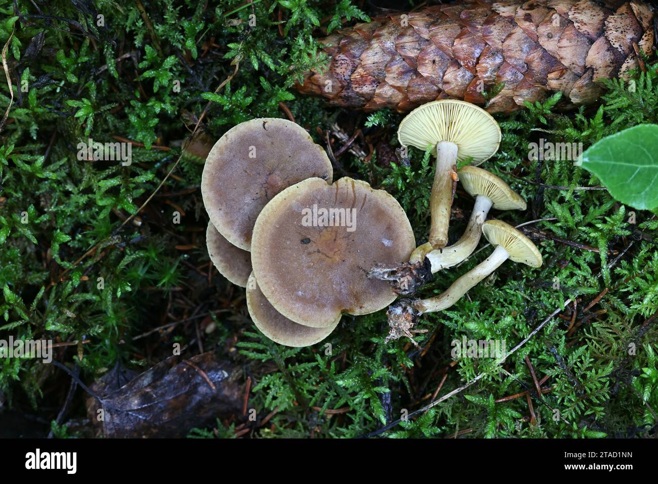 Onychina hi-res stock photography and images - Alamy