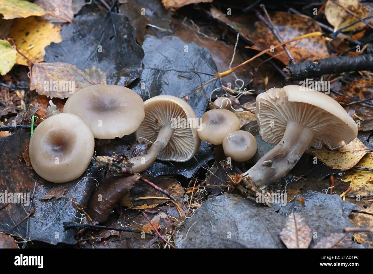 Clitocybe metachroa, known as Twotone Funnel, wild mushroom from ...