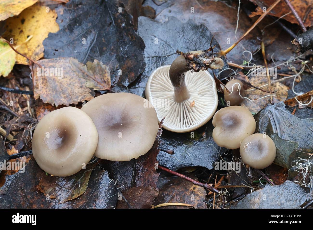 Clitocybe metachroa, known as Twotone Funnel, wild mushroom from ...