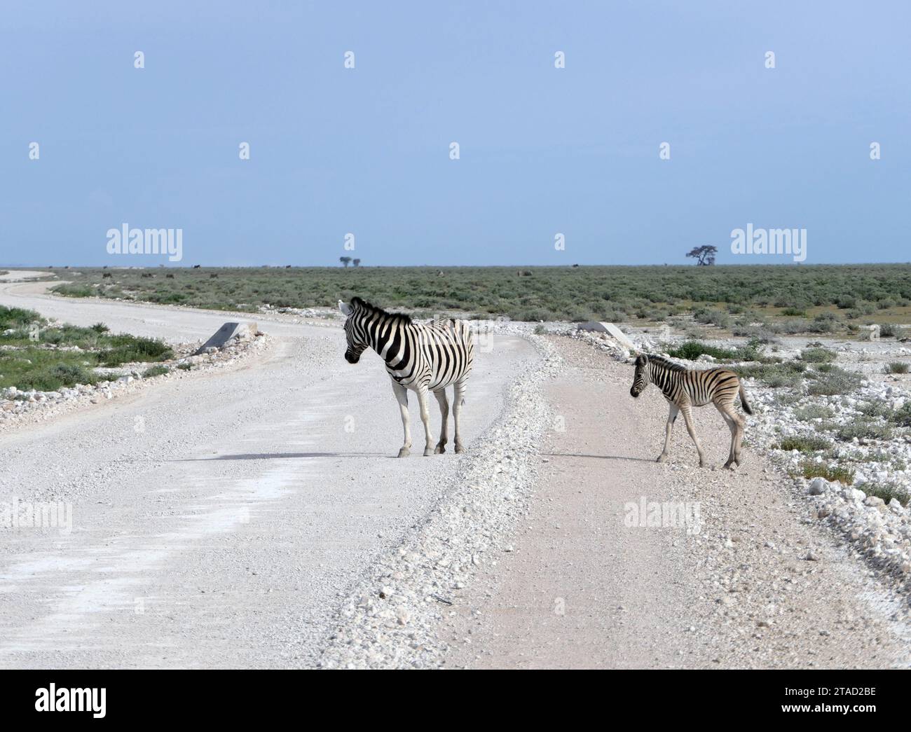 Zebra Mare And Zebra Foal, Steppenzebras, Cross A Slope In Etosha ...