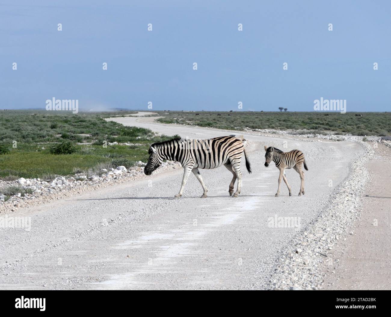 Zebra Mare And Zebra Foal, Steppenzebras, Cross A Slope In Etosha ...