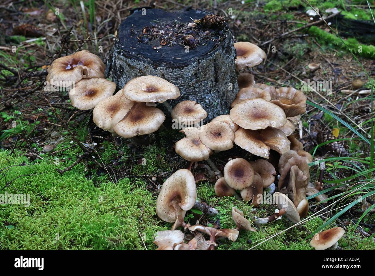 Armillaria ostoyae, also called Armillaria solidipes, commonly known as ...