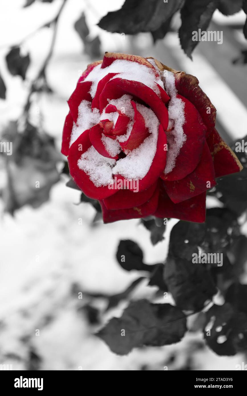 Frosty wild rose hi-res stock photography and images - Alamy