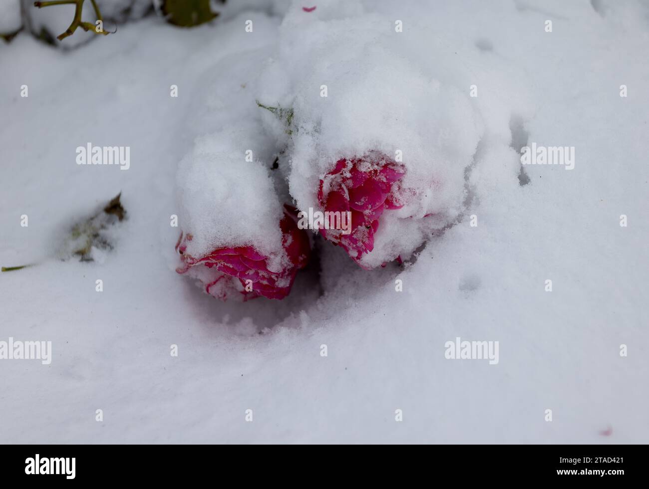 Frozen flowers. Rose bushes in snow. Red flowers and white snow. Rose ...