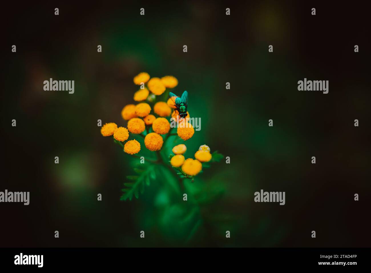 A fly sits on the beautiful yellow flowers of tansy in the summer ...