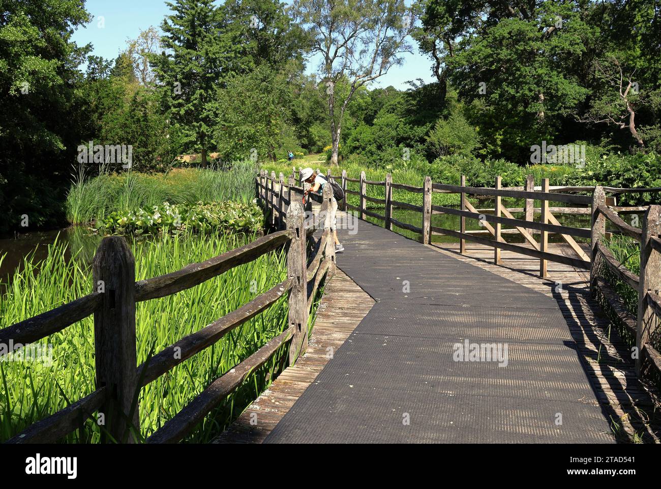 Wooden walkway over a pond hi-res stock photography and images - Alamy