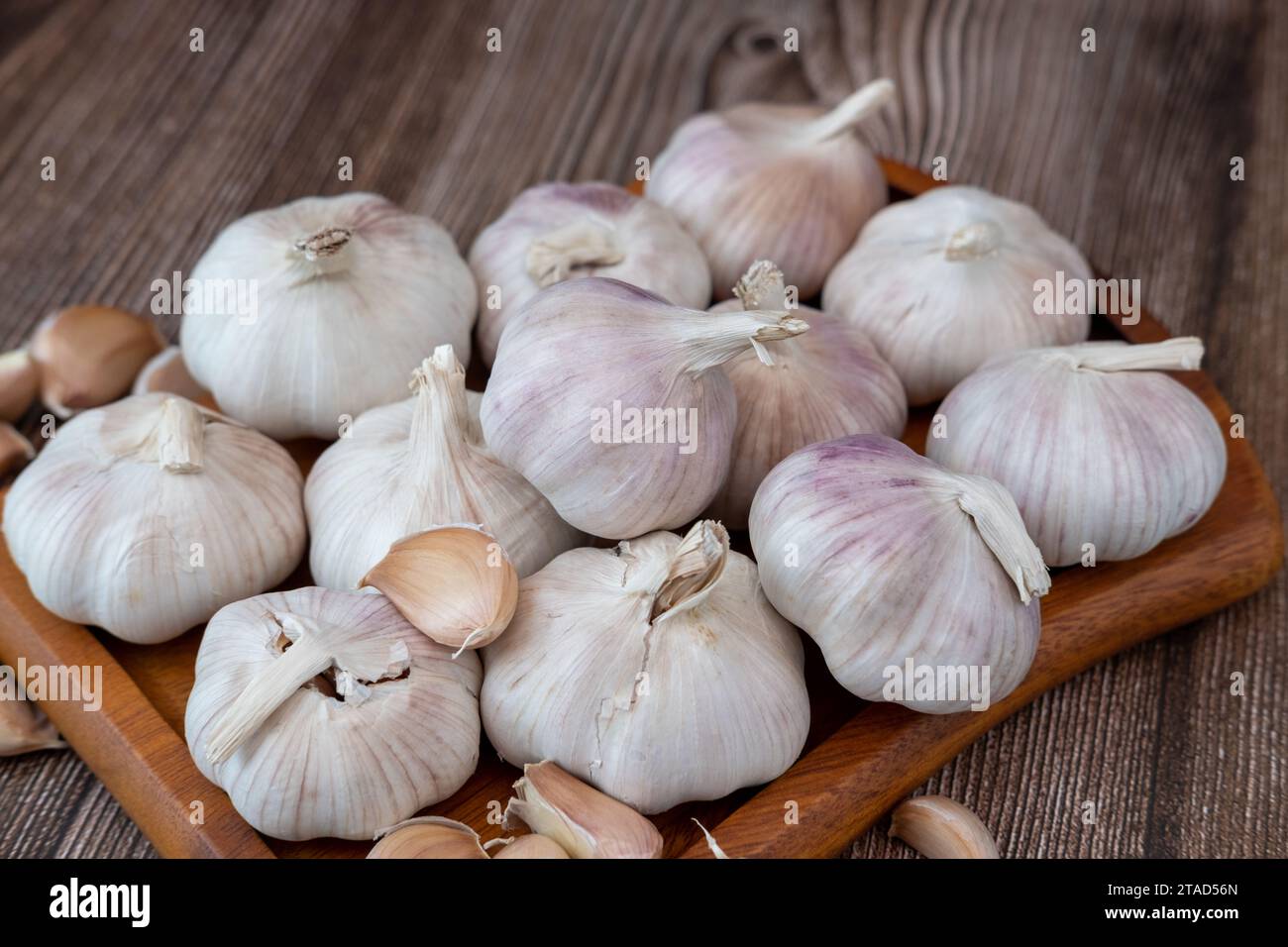 A large head of garlic lies on a wooden plate on a black background ...