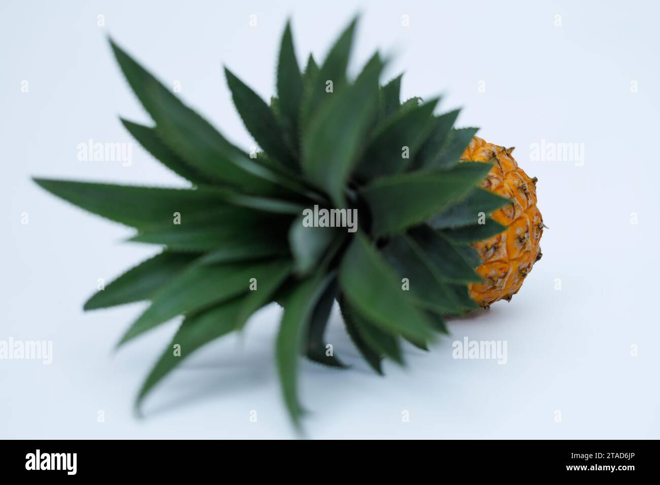 Singgle whole pineapple isolated on white with clipping path. whole ...