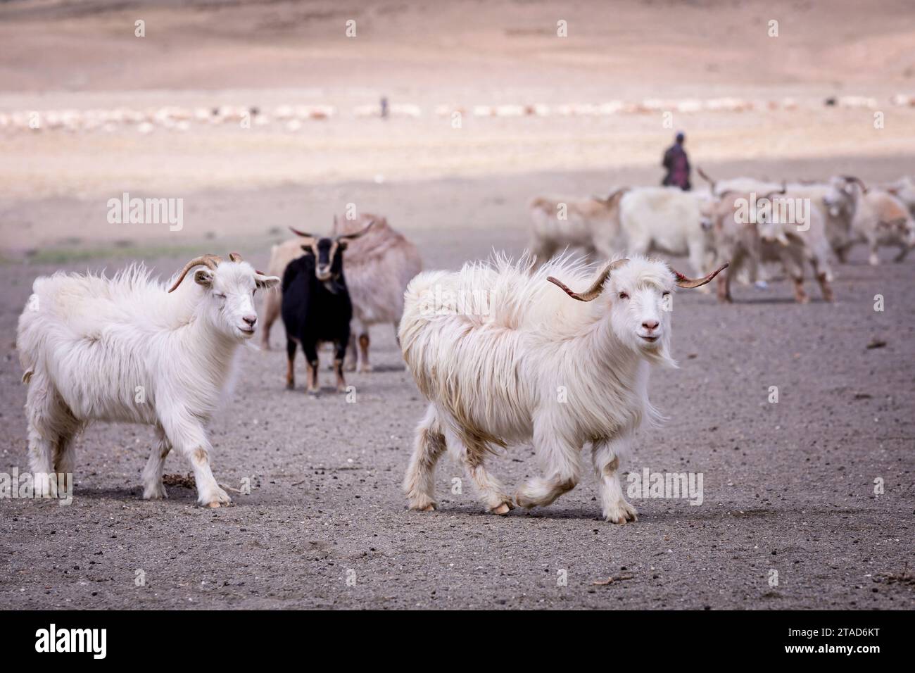 Changthangi or Ladakh Pashmina goats, Ladakh, India Stock Photo - Alamy