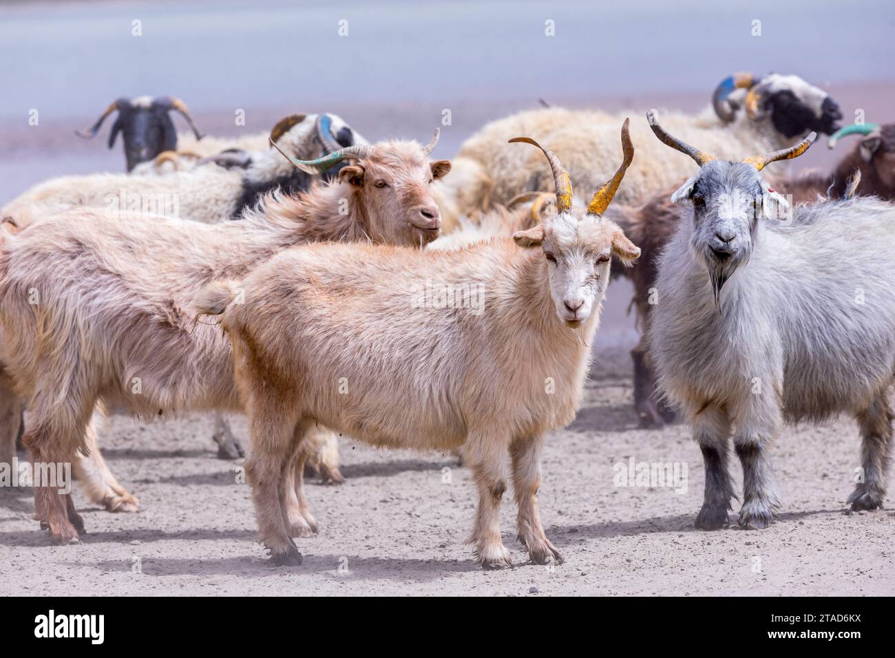 Pashmina goat hi-res stock photography and images - Alamy