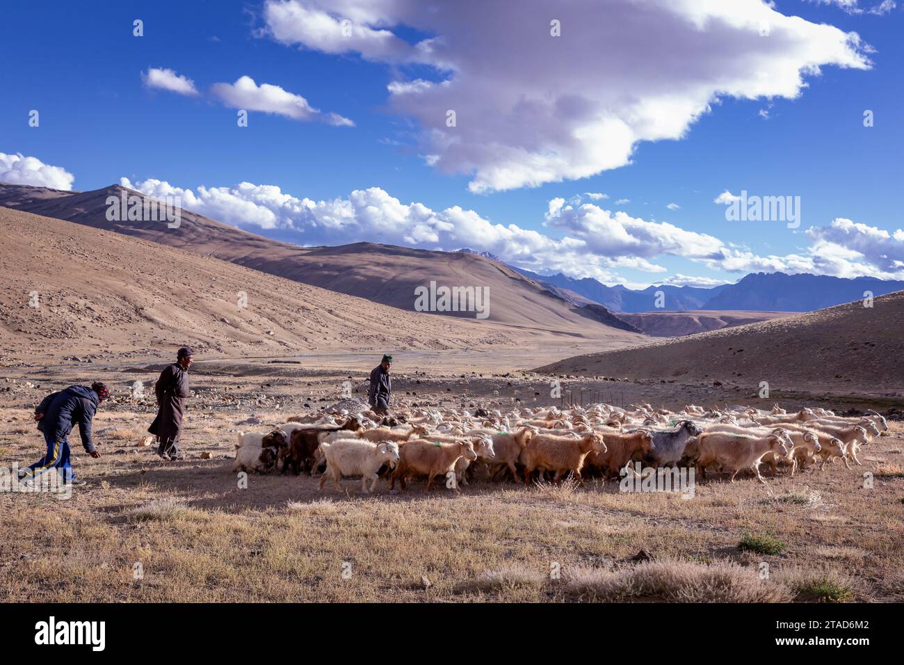 Changpa nomads hi-res stock photography and images - Alamy
