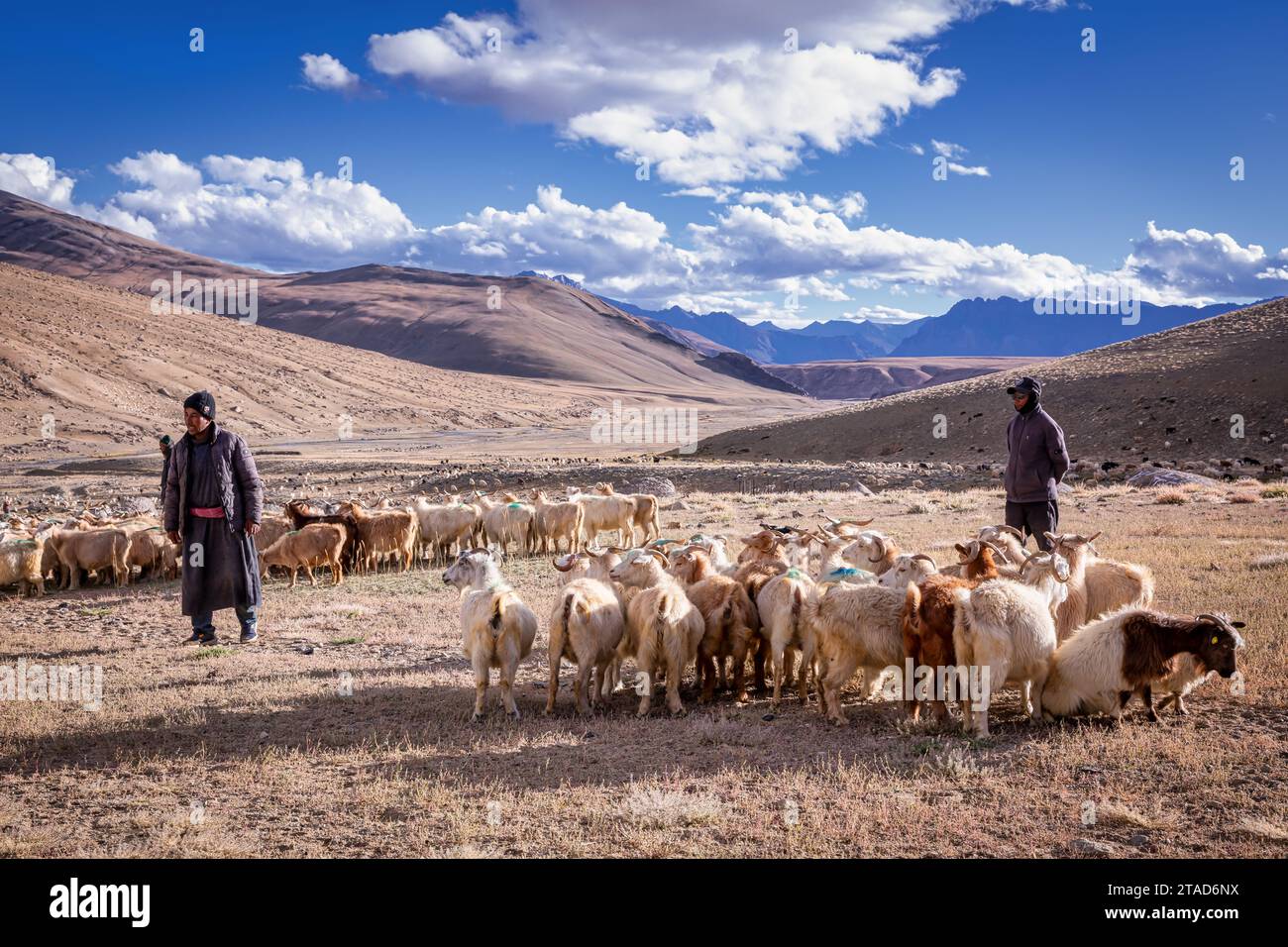 Changpa nomads with goats, Ladakh, India Stock Photo - Alamy