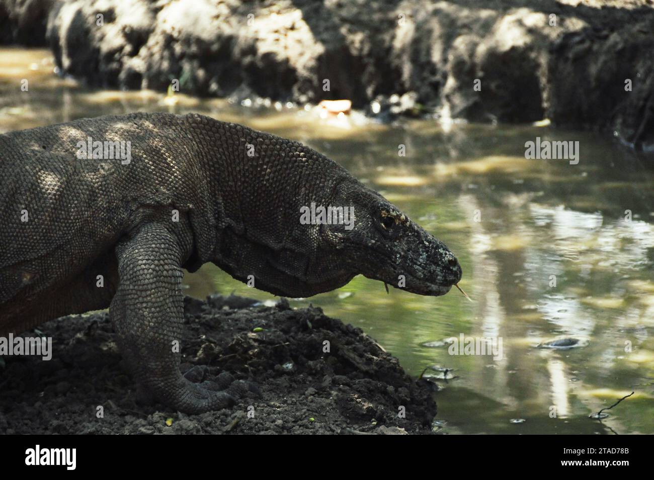 A Komodo dragon, with its forked tongue extended, moves through a ...