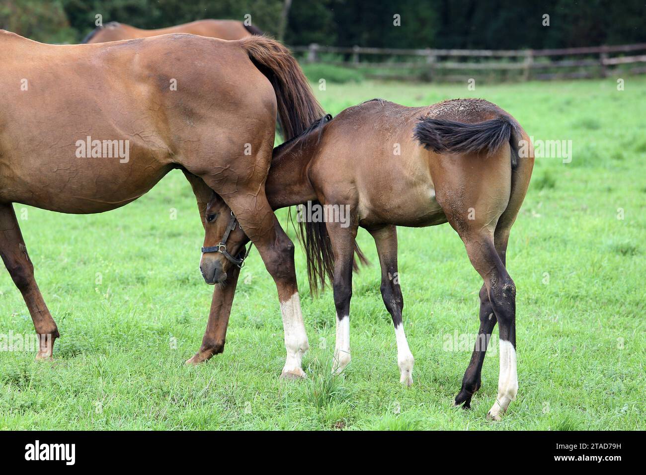 Die fohlen hi-res stock photography and images - Alamy